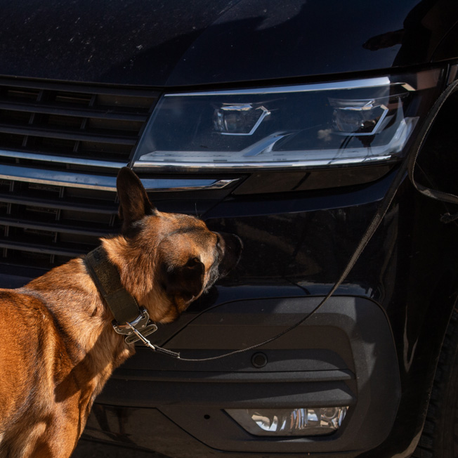Explosive Detection Dogs